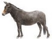 Le cheval - Les chevaux - Les poneys - Les types