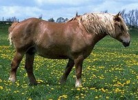Le cheval - Les chevaux - Les poneys - Les types
