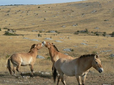 Le cheval - Les chevaux - Les poneys - Les types